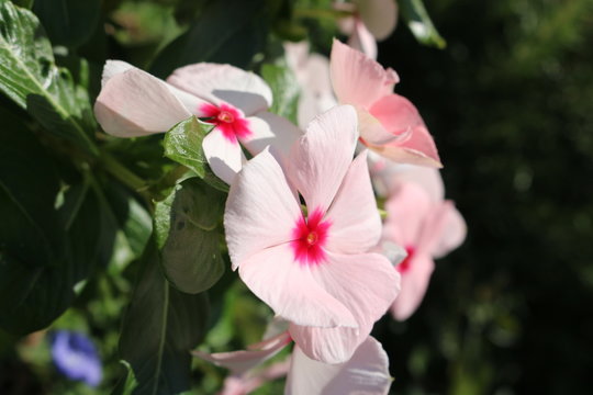 Vicaria Images – Browse 31 Stock Photos, Vectors, and Video | Adobe Stock