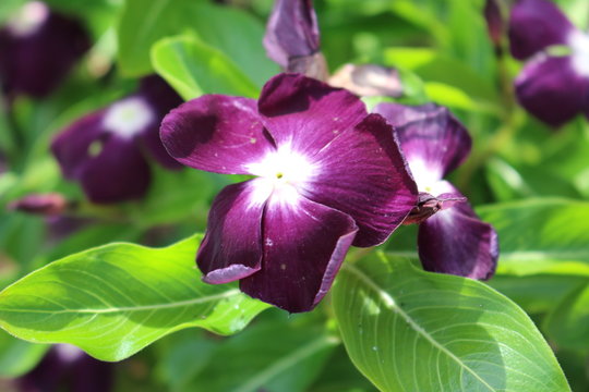 Vicaria Images – Browse 31 Stock Photos, Vectors, and Video | Adobe Stock