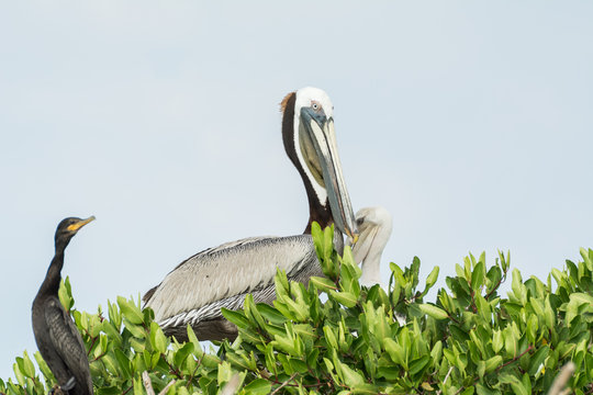 "Pelicano Cafe" Bilder – Durchsuchen 65 Archivfotos, Vektorgrafiken und ...