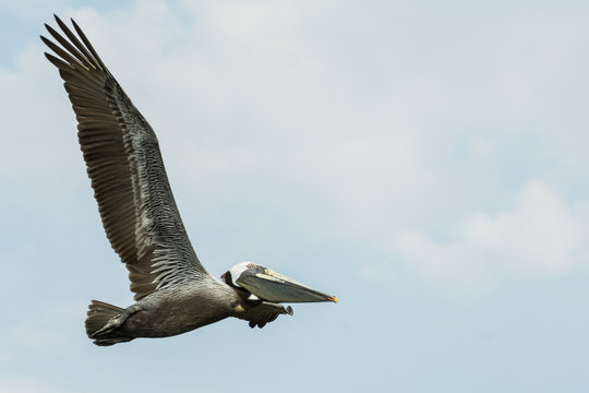"Pelicano Cafe" Bilder – Durchsuchen 65 Archivfotos, Vektorgrafiken und ...