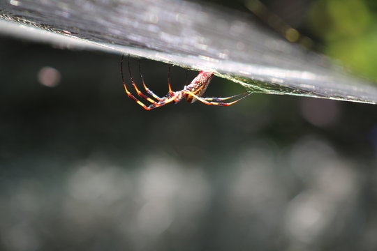 Orb-Weaver Images – Browse 8,473 Stock Photos, Vectors, and Video ...