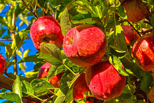 รูปภาพCeres – เลือกดูภาพถ่ายสต็อก เวกเตอร์ และวิดีโอ3,879 | Adobe Stock