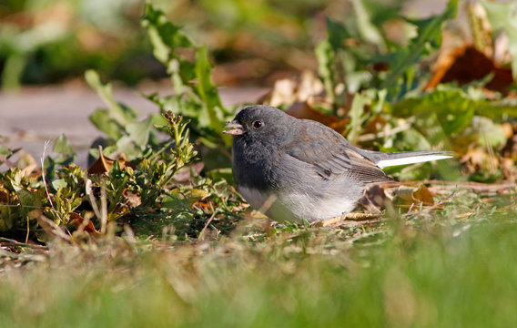 รูปภาพGranivore – เลือกดูภาพถ่ายสต็อก เวกเตอร์ และวิดีโอ2,308 | Adobe Stock