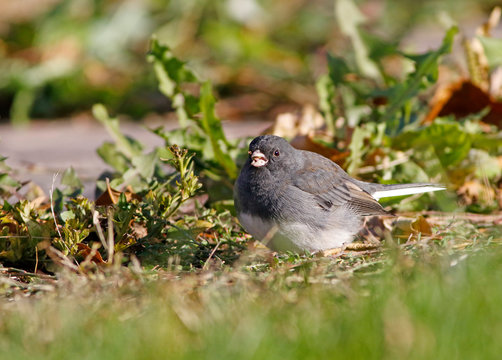 รูปภาพGranivore – เลือกดูภาพถ่ายสต็อก เวกเตอร์ และวิดีโอ2,308 | Adobe Stock