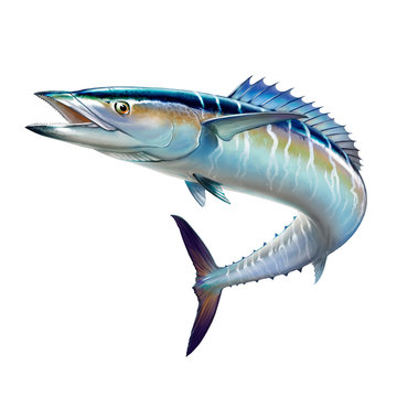 Free Fish Images – Browse 14,707 Free Stock Photos, Vectors, and Video ...