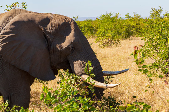 รูปภาพTusk – เลือกดูภาพถ่ายสต็อก เวกเตอร์ และวิดีโอ205,547 | Adobe Stock