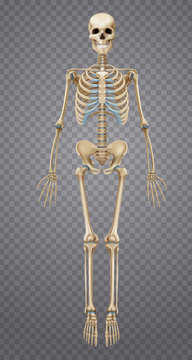 Skeleton Human Transparent Images – Browse 35,232 Stock Photos, Vectors ...