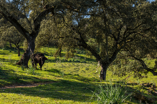 Novillo Images – Browse 6 Stock Photos, Vectors, and Video | Adobe Stock