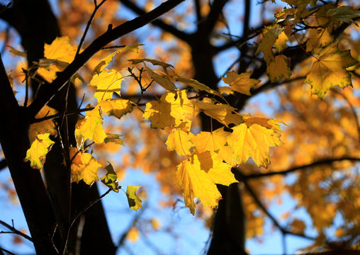 Leag-Bilder: Stock-Fotos & -Videos. | Adobe Stock