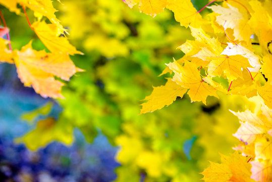 "Autumn Background" bilder – Bläddra bland 67,140 stockfoton, vektorer ...