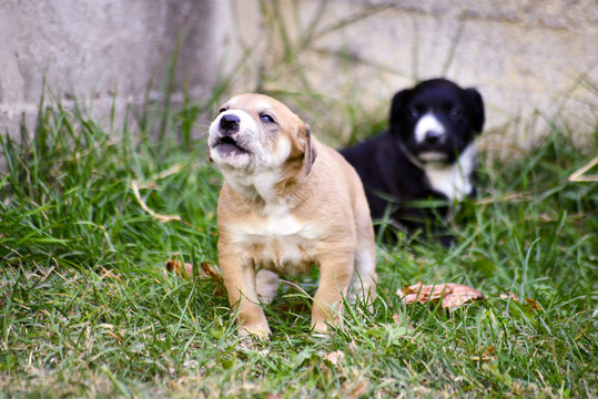 Shable Images – Browse 55 Stock Photos, Vectors, and Video | Adobe Stock