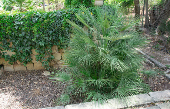 รูปภาพPlumosa – เลือกดูภาพถ่ายสต็อก เวกเตอร์ และวิดีโอ859 | Adobe Stock