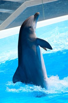 รูปภาพDoplhin – เลือกดูภาพถ่ายสต็อก เวกเตอร์ และวิดีโอ95 | Adobe Stock