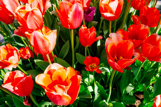 Tulpin Images – Browse 54 Stock Photos, Vectors, and Video | Adobe Stock