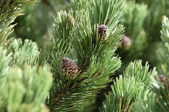 「Waldbaum」の写真素材 | 451件の無料イラスト画像 | Adobe Stock