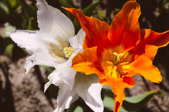 Tulpin Images – Browse 54 Stock Photos, Vectors, and Video | Adobe Stock