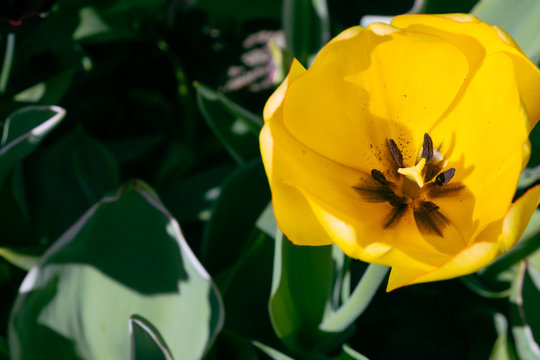 Tulpin Images – Browse 54 Stock Photos, Vectors, and Video | Adobe Stock