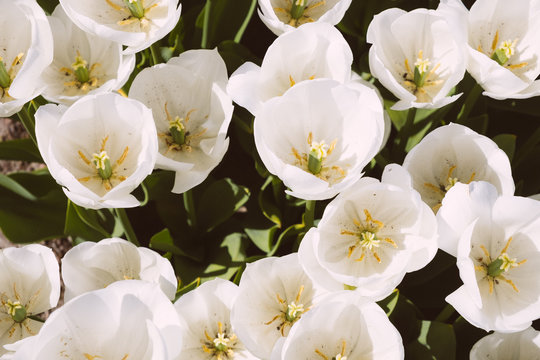 Tulpin Images – Browse 54 Stock Photos, Vectors, and Video | Adobe Stock