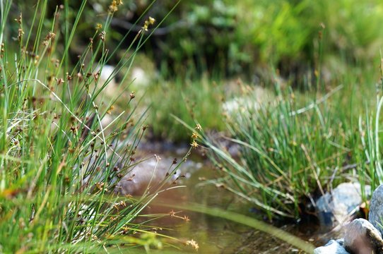 Rinsal Bilder – Durchsuchen 86 Archivfotos, Vektorgrafiken und Videos ...