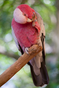 Gallah Images – Browse 48 Stock Photos, Vectors, and Video | Adobe Stock