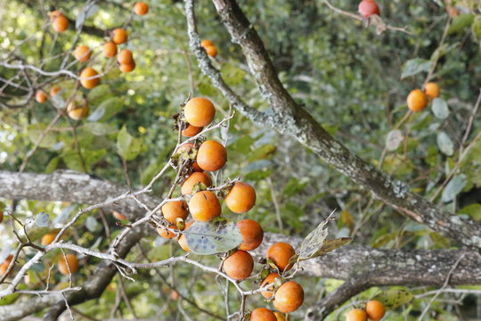 Inured bilder – Bläddra bland 1,743 stockfoton, vektorer och videor ...