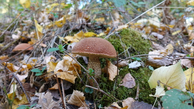 Birken-Rotkappe Images – Browse 48 Stock Photos, Vectors, and Video ...