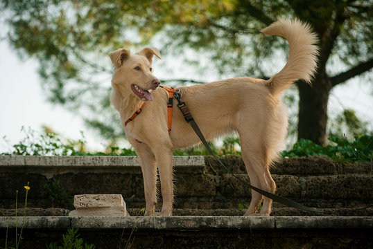รูปภาพBisogni – เลือกดูภาพถ่ายสต็อก เวกเตอร์ และวิดีโอ114 | Adobe Stock