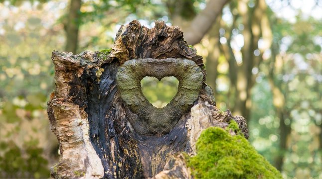 「Astloch」の画像 - 3,600 件の Stock 写真、ベクターおよびビデオ | Adobe Stock