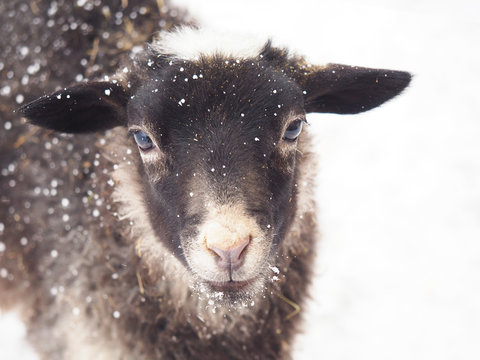 Ovine Images – Browse 52 Stock Photos, Vectors, and Video | Adobe Stock