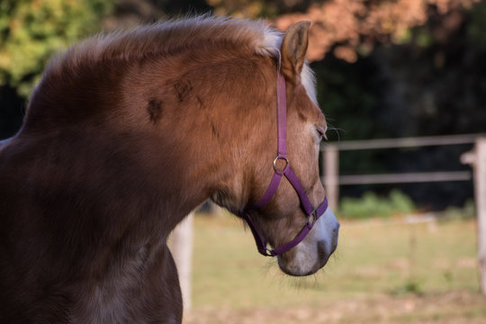 Lefzen bilder – Bläddra bland 137 stockfoton, vektorer och videor ...