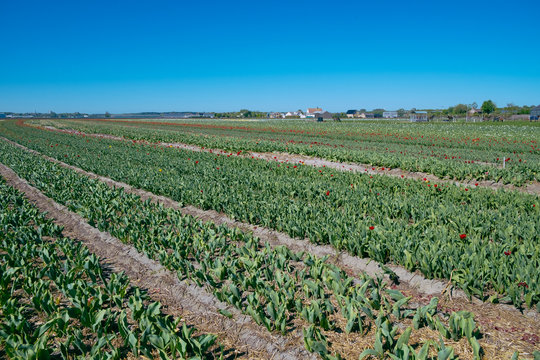 Tulpin Images – Browse 54 Stock Photos, Vectors, and Video | Adobe Stock