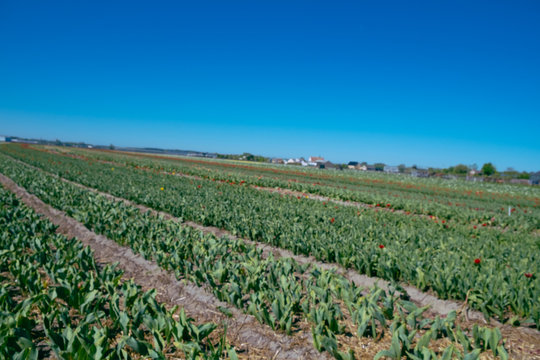 Tulpin Images – Browse 54 Stock Photos, Vectors, and Video | Adobe Stock