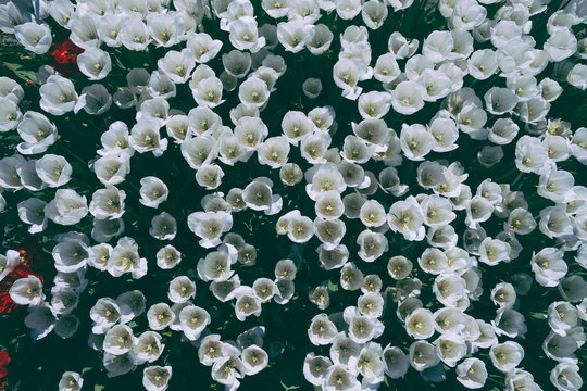 Tulpin Images – Browse 54 Stock Photos, Vectors, and Video | Adobe Stock