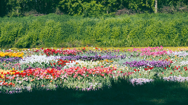 Tulpin Images – Browse 54 Stock Photos, Vectors, and Video | Adobe Stock