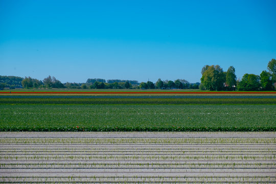 Tulpin Images – Browse 54 Stock Photos, Vectors, and Video | Adobe Stock