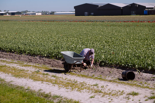 Tulpin Images – Browse 54 Stock Photos, Vectors, and Video | Adobe Stock