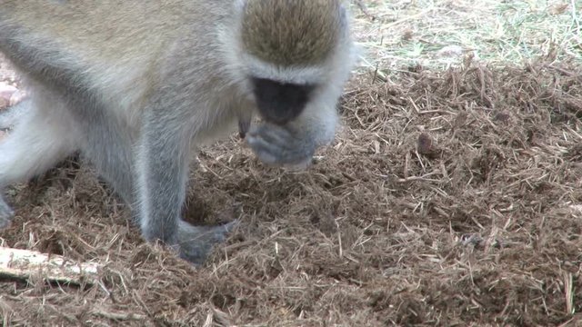 Imágenes de "African Monkey": descubre bancos de fotos, ilustraciones ...