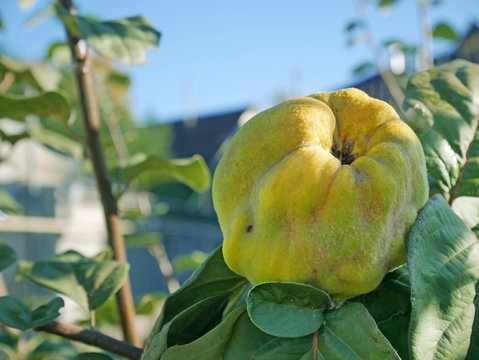 รูปภาพCydonia – เลือกดูภาพถ่ายสต็อก เวกเตอร์ และวิดีโอ3,593 | Adobe Stock