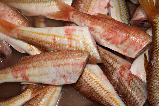 Rotbarbe bilder – Bläddra bland 120 stockfoton, vektorer och videor ...