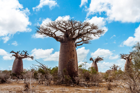 รูปภาพAdansonia – เลือกดูภาพถ่ายสต็อก เวกเตอร์ และวิดีโอ19,983 | Adobe ...