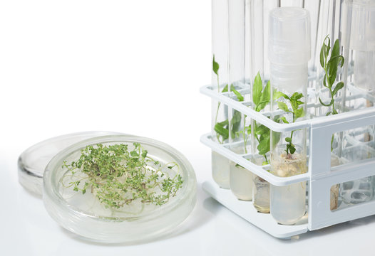 Micropropagation Images – Browse 982 Stock Photos, Vectors, and Video ...