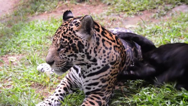 Melanic Images – Browse 47 Stock Photos, Vectors, and Video | Adobe Stock