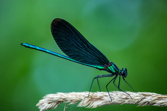 รูปภาพAnisoptera – เลือกดูภาพถ่ายสต็อก เวกเตอร์ และวิดีโอ242,280 ...