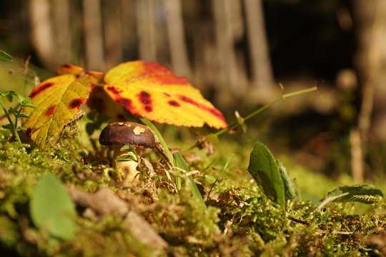 「Braunkappe」の写真素材 | 626件の無料イラスト画像 | Adobe Stock