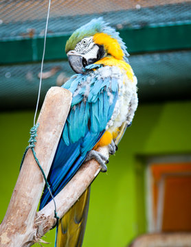 Papagai Bilder – Durchsuchen 213 Archivfotos, Vektorgrafiken und Videos ...