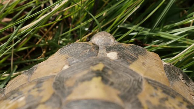 "Testudo Hermann" Images – Browse 30 Stock Photos, Vectors, and Video ...