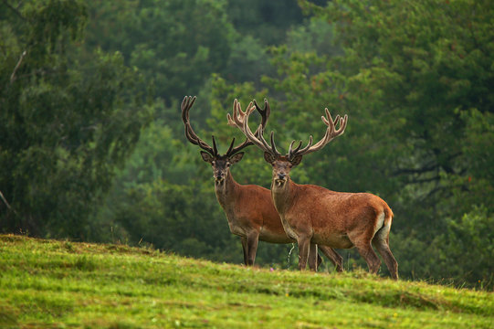 Byki Images – Browse 118 Stock Photos, Vectors, and Video | Adobe Stock