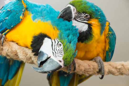 Ary bilder – Bläddra bland 51,090 stockfoton, vektorer och videor ...