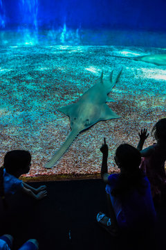 Pristidae Bilder – Durchsuchen 1,026 Archivfotos, Vektorgrafiken und ...