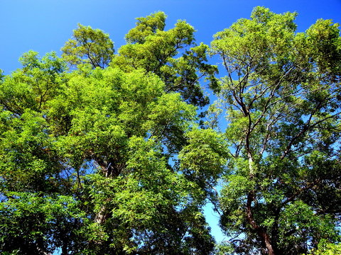 章 Images – Browse 988 Stock Photos, Vectors, and Video | Adobe Stock